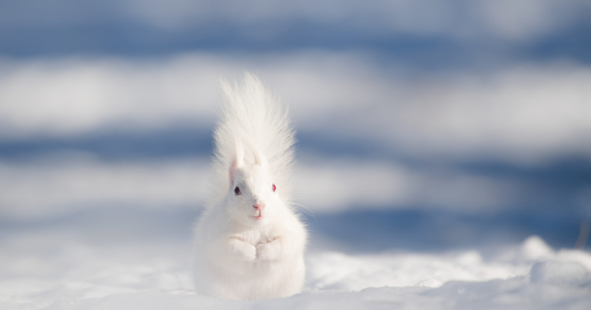 “It’s not a rabbit! It’s a Hokkaido squirrel, Ēzo Risu.” | Ki Niseko ...