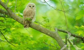 北海道ニセコの温泉を愉しむナチュラルモダンホテル&コンドミニアム | 木ニセコ